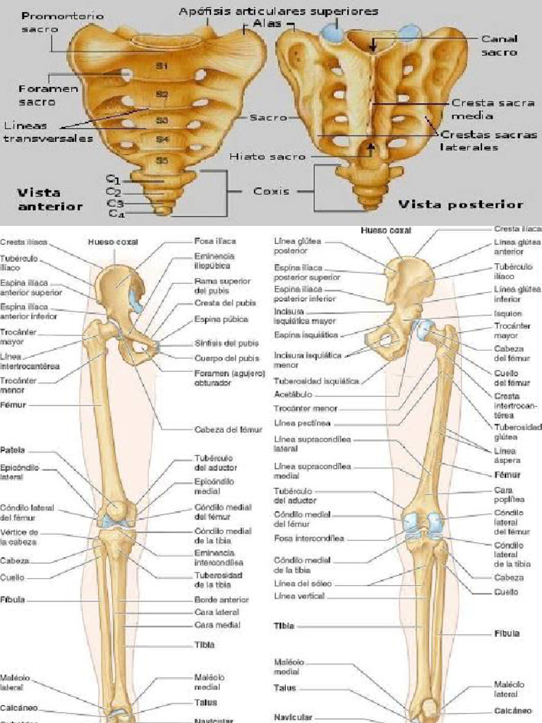 Sacro, Pelvis y Coxis | PDF