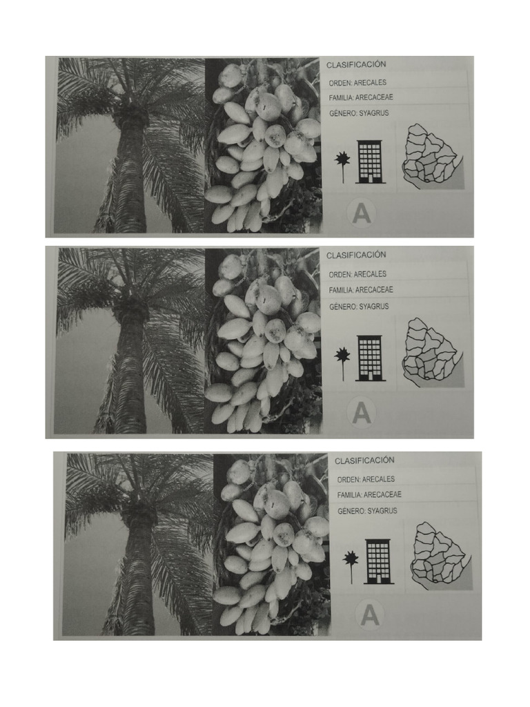 Ficha de Pindó | PDF
