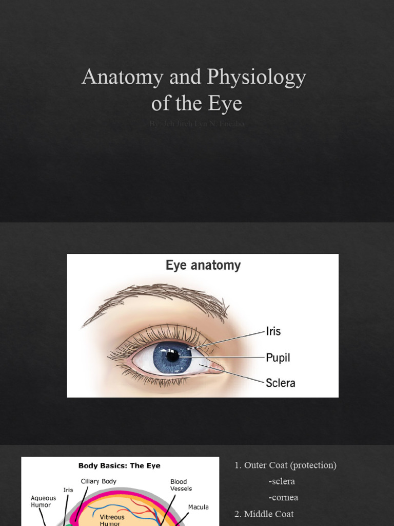 Eye Anatomy Pdf Glaucoma Eye