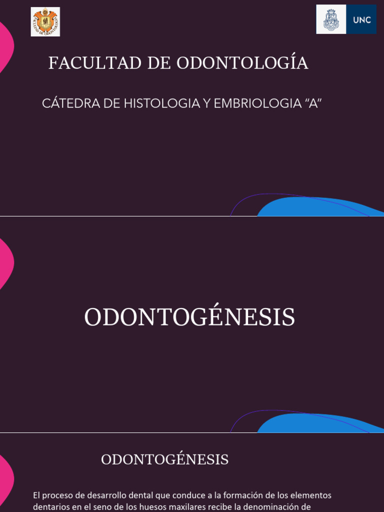 13 Odontogenesis | PDF | Epitelio | Dentina