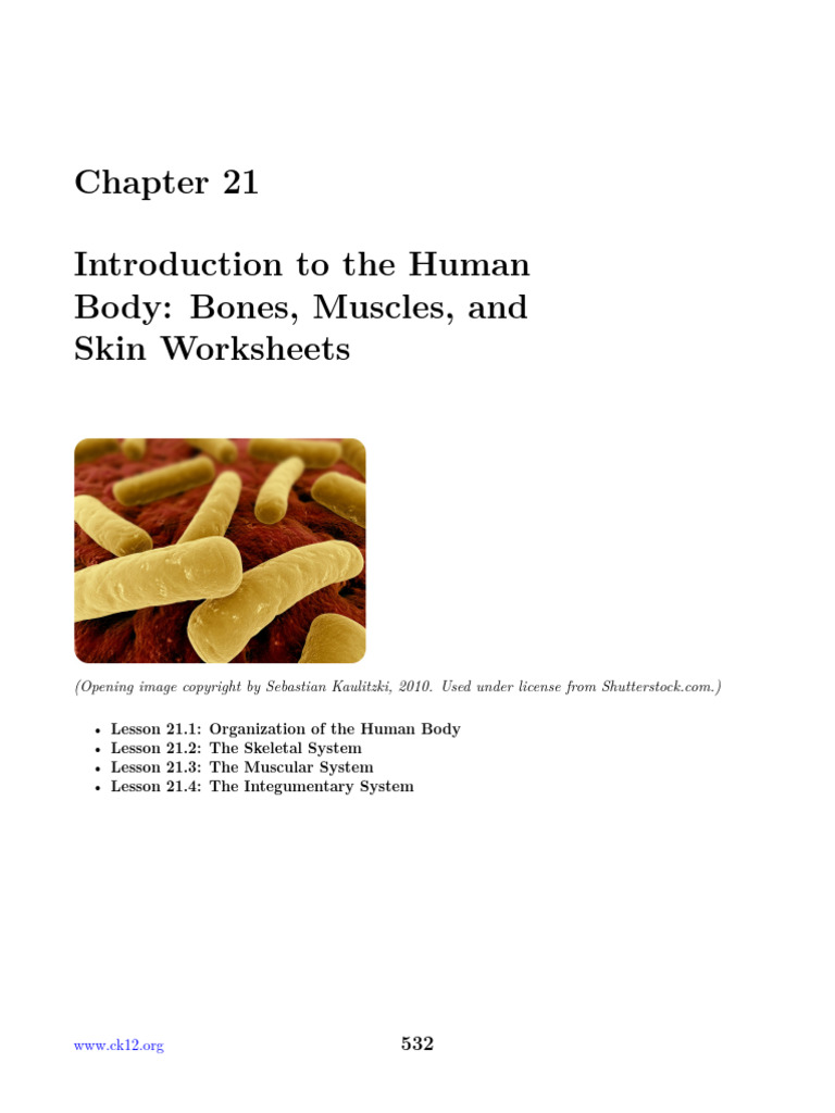 CK-12 Biology Chapter 21 Worksheets | PDF | Muscle | Bone