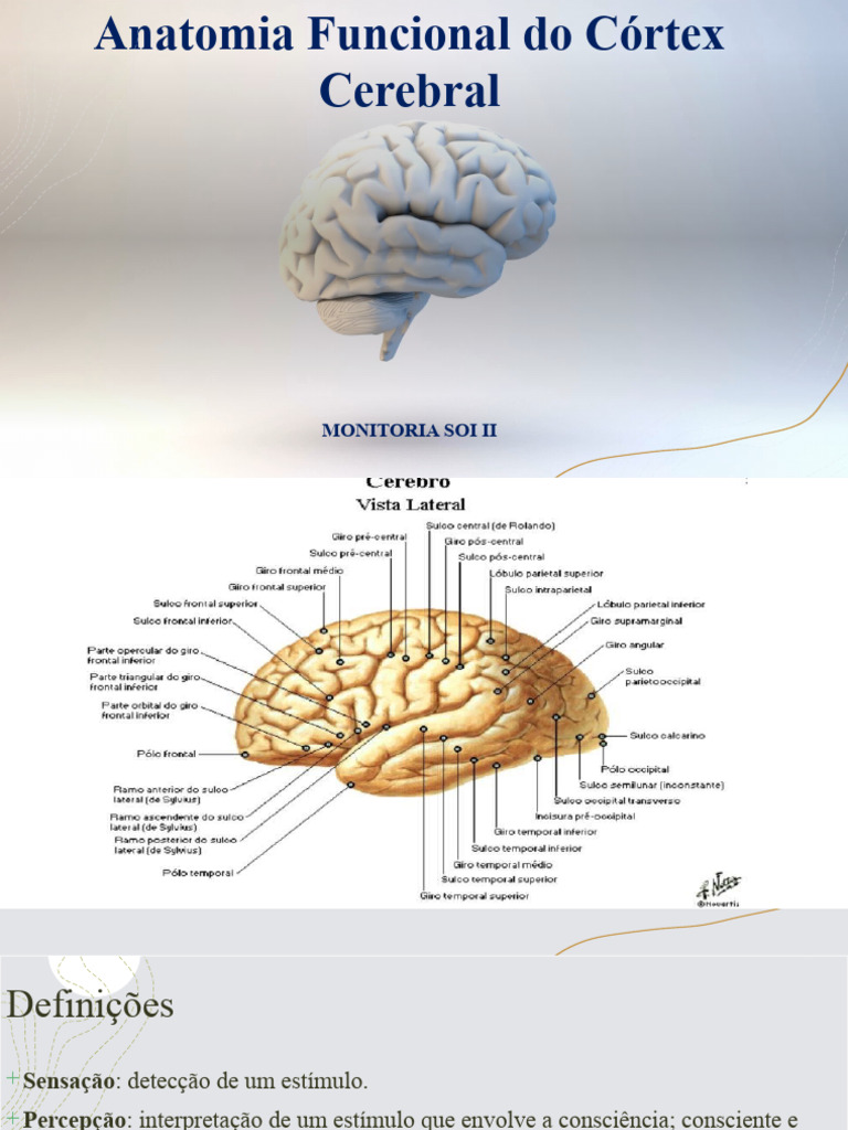 Anatomia Funcional Do Córtex Cerebral | PDF | Córtex cerebral | Sistema ...