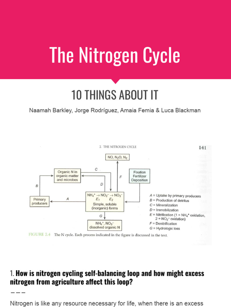 Nitrogen Cycle | PDF | Nitrate | Soil