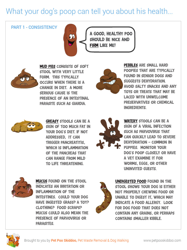 What Dog Poop Tells You Page1 | PDF | Feces | Human Feces