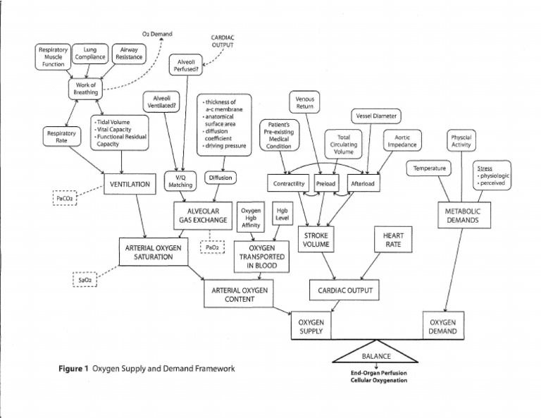 O2 Supply and Demand Framework | Download Free PDF | Respiratory System ...