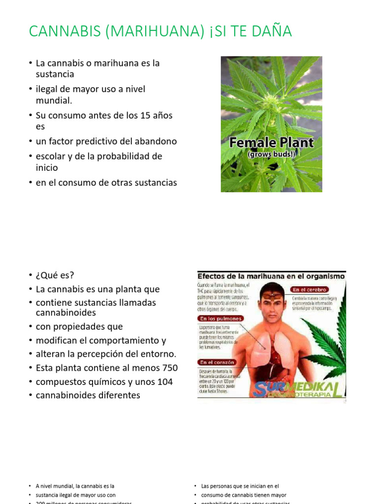 Cannabis PDF | PDF | Cannabis (Droga) | Despachador de drogas