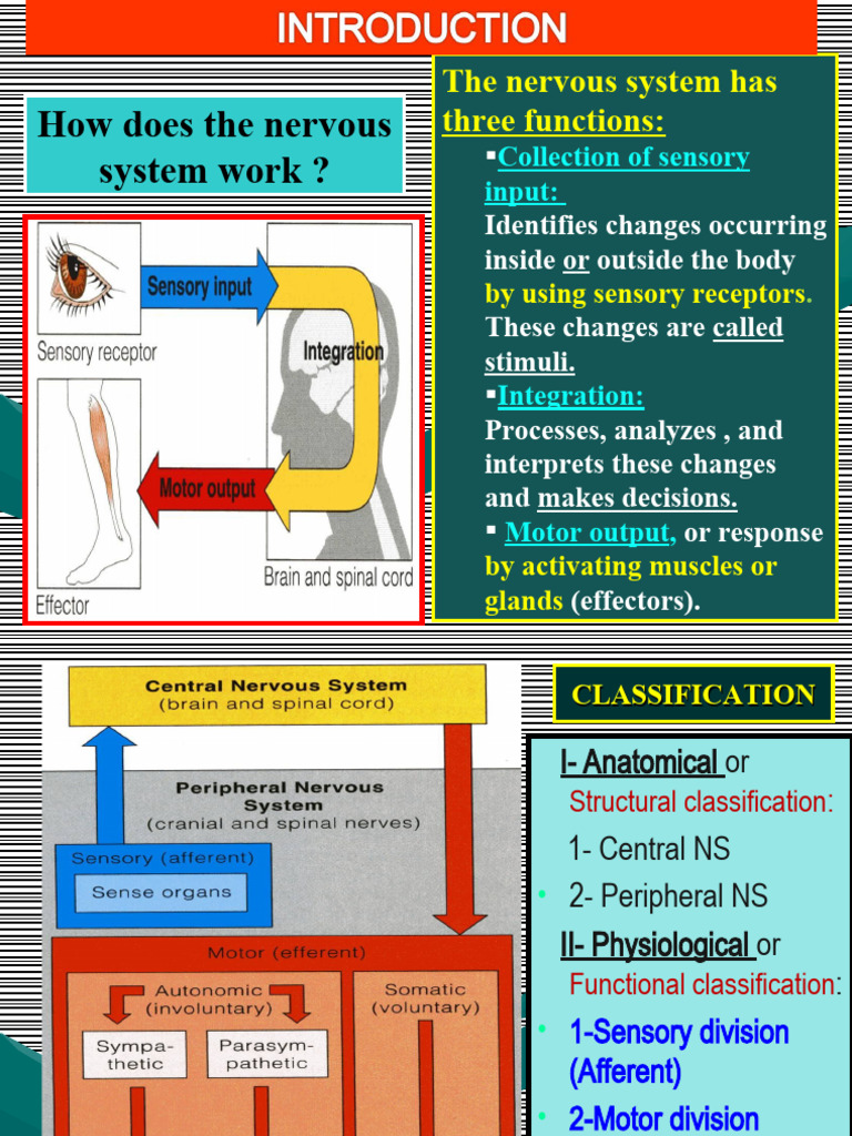 Nervous System Ans Intro | PDF | Cerebrospinal Fluid | Nervous System