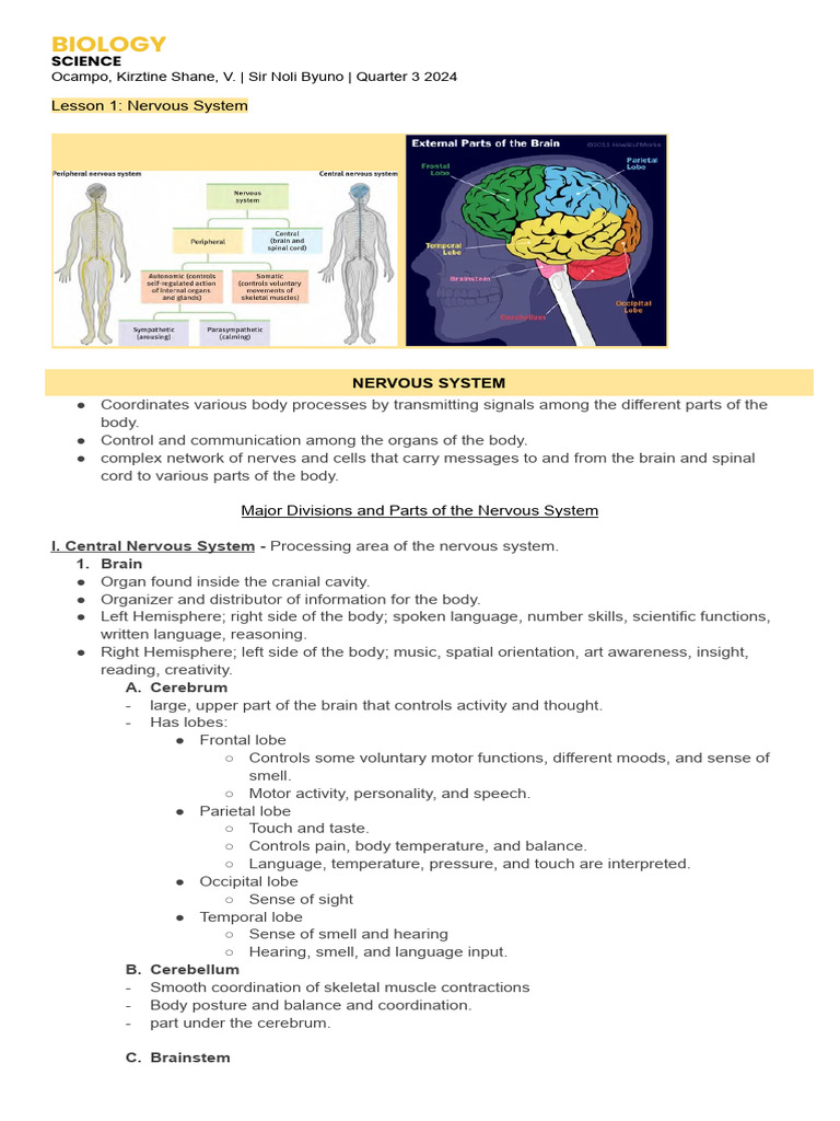 Science 10 Quarter 3 | PDF | Menstrual Cycle | Nervous System