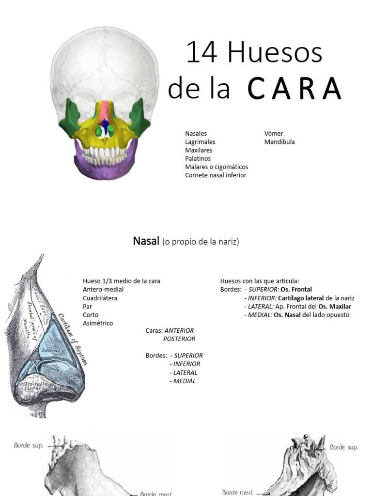 14 Huesos de la Cara Humana | PDF | Anatomía humana | Sistema ...