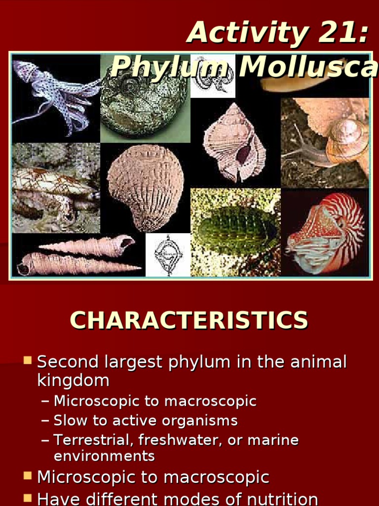 Activity 21 - PPT Phylum Mollusca | PDF | Bivalvia | Mollusca