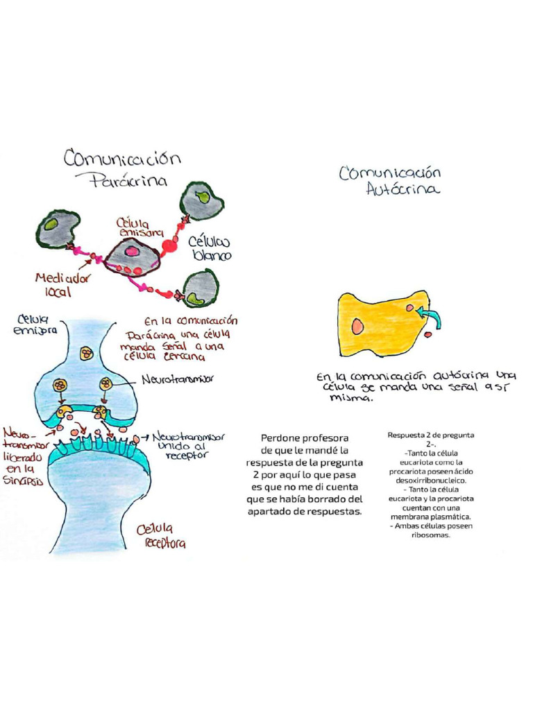 Comunicación Paracrina y Autocrina | PDF