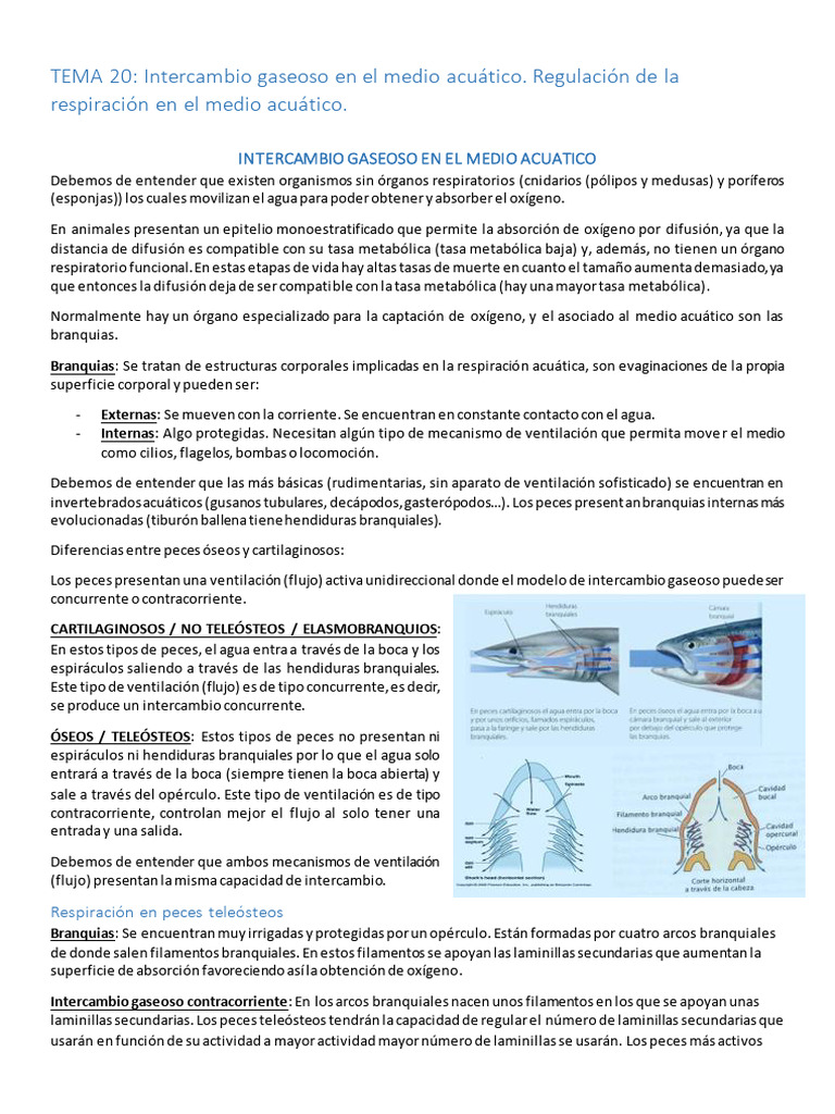 TEMA 20 - Fisio Animal | PDF | Branquia | Biología