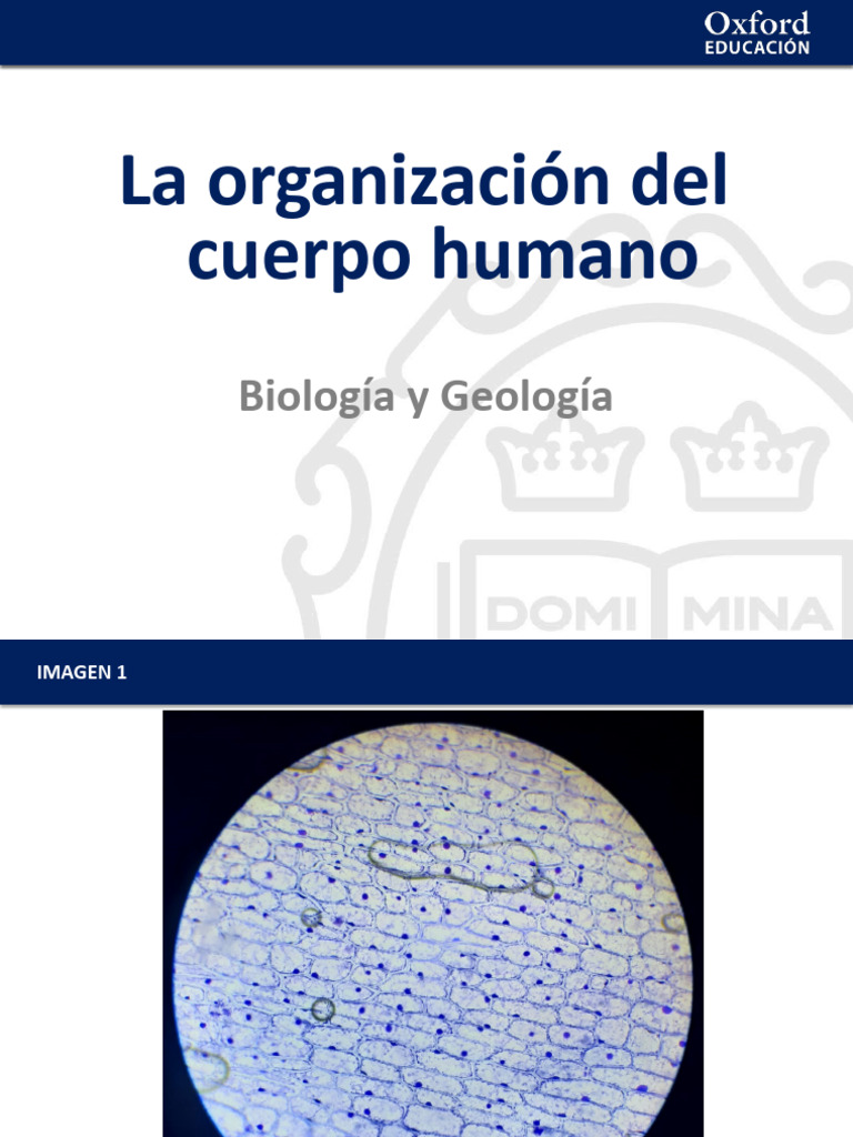 UNIDAD 1. - La Organizaciã N Del Cuerpo Humano | PDF | Citoplasma | Cuerpo humano