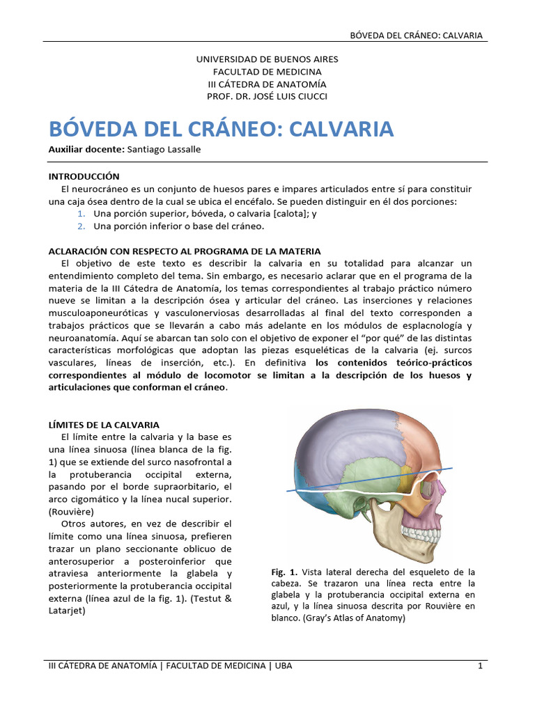 CALVARIA | PDF | Articulación | Cráneo