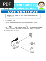Sentido-del-Tacto FICHA PARA IMPRIMIR | PDF