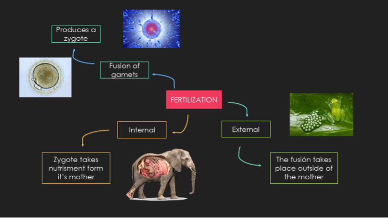 Fertilization Map | PDF