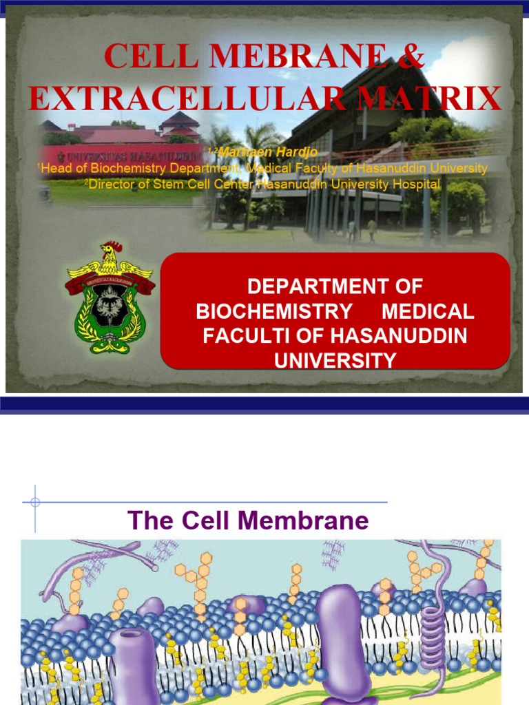 Membran Sel Dan Matriks Ekstraselular | PDF | Cell Membrane ...