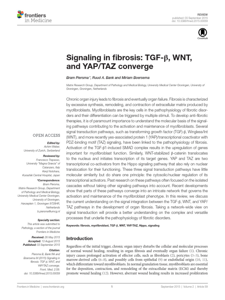 CKD - Signaling in fibrosis TGF-β, WNT, and YAP-TAZ converge | PDF | Transforming Growth Factor ...