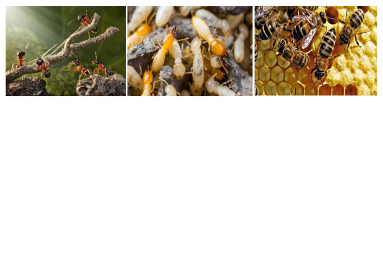 Hormigas Termitas Abejas | PDF