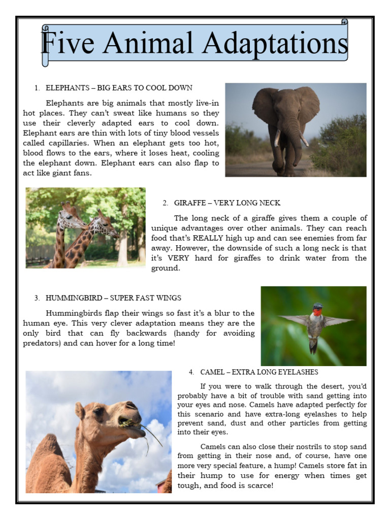 Five Animal Adaptations | PDF | Elephant | Giraffe