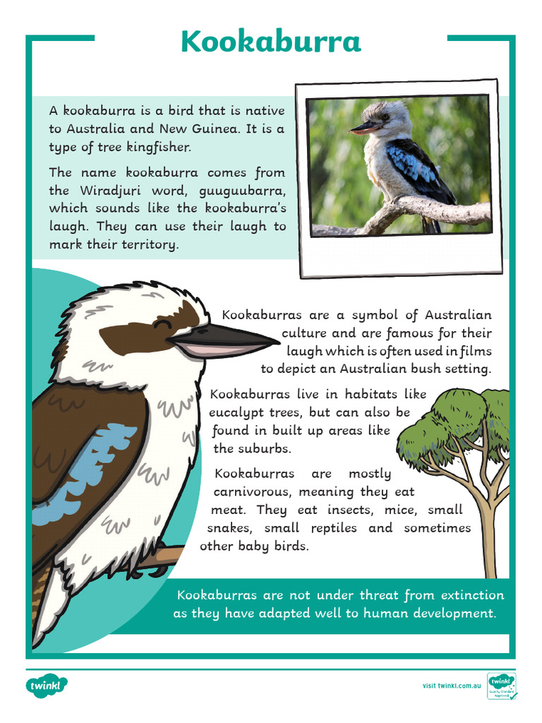 Au T 10000755 Kookaburra Fact File English | PDF