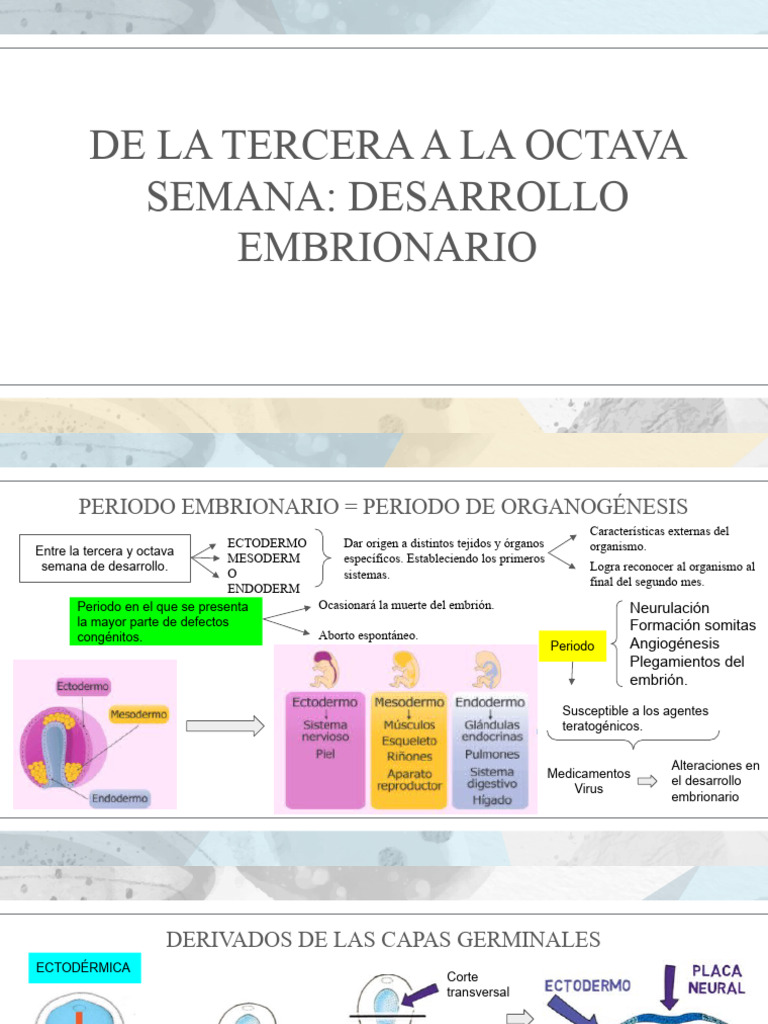 De La Tercera a La Octava Semana El Desarrollo Embrionario | PDF | Sistema nervioso | Biología ...