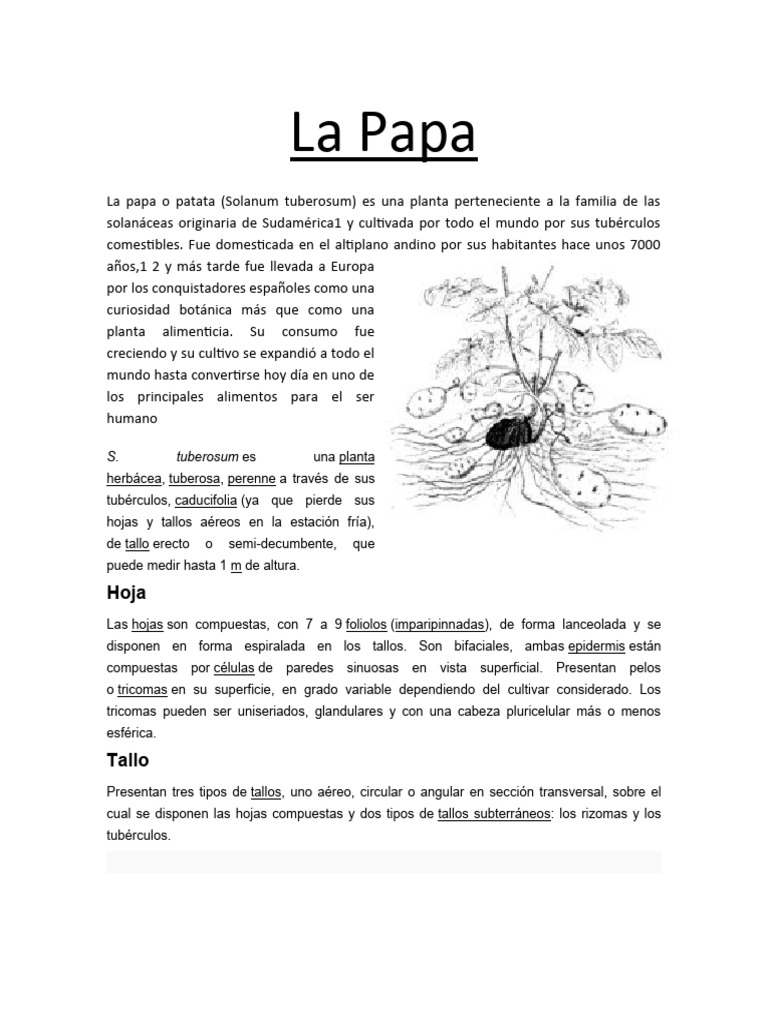 Características Botánicas de la Papa | PDF | Patata | Tallo de la planta