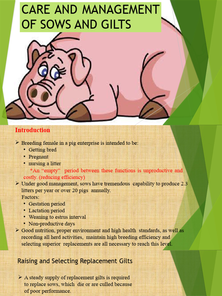 Unit IV - Care and Management of Sows and Gilts | PDF | Pig | Horse ...