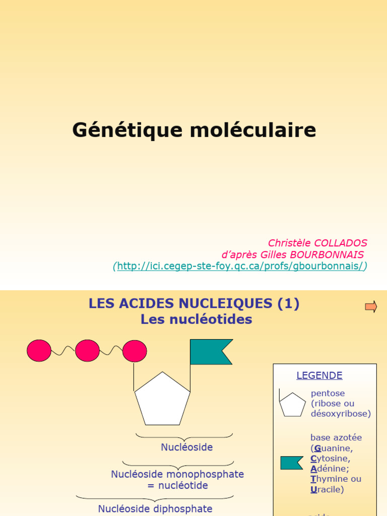 Génétique moléculaire et codons | PDF | Traduction génétique | Acide ...