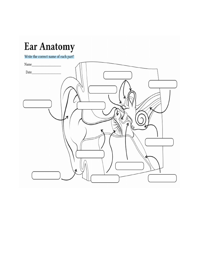 Printablee.com Blank Ear Diagram 250863.Jpg | PDF