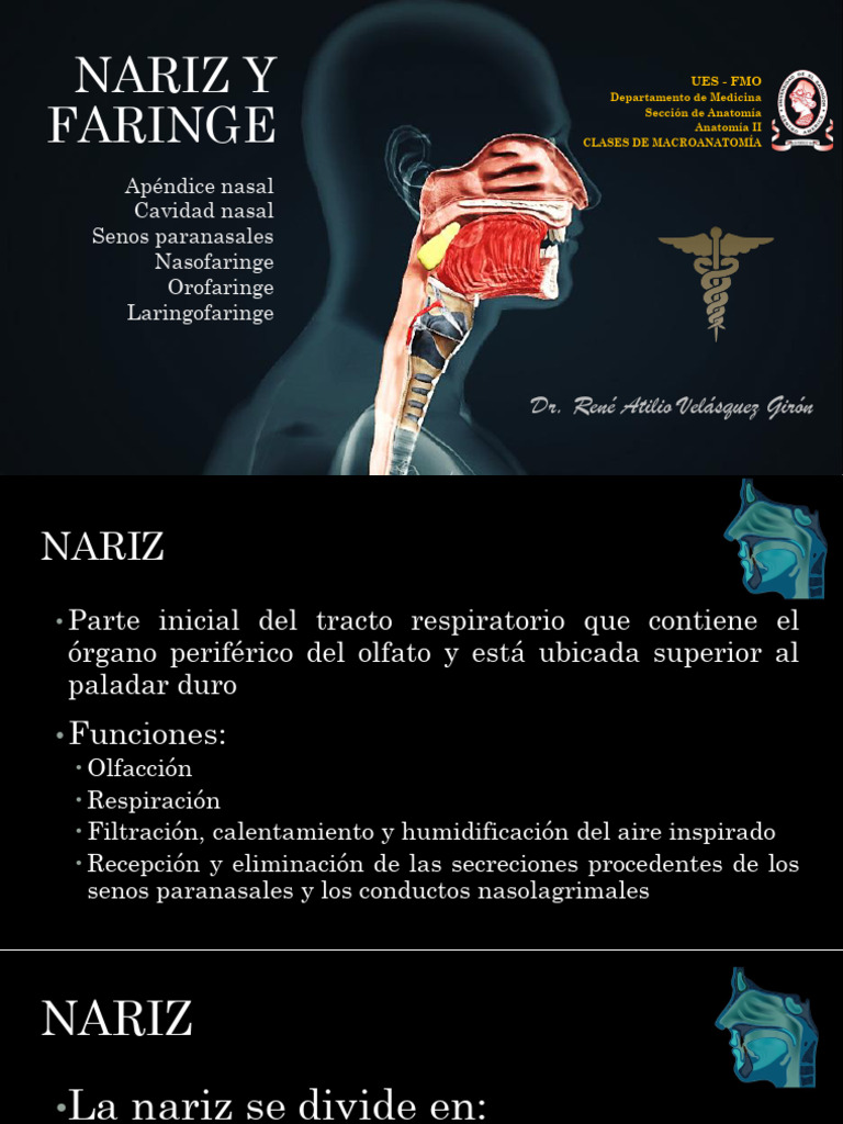Clase 1. Nariz y Faringe | PDF | Nariz humana | Laringe