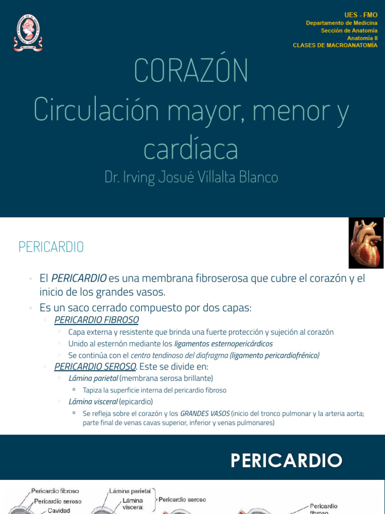 Anatomía del Corazón y Pericardio | PDF | Corazón | Sistema circulatorio