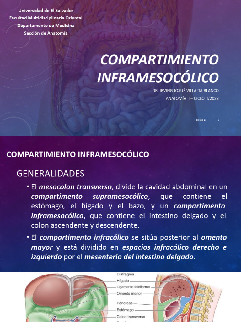 Clase 13. Compartimiento Inframesocolico | PDF | Intestino grueso | Abdomen