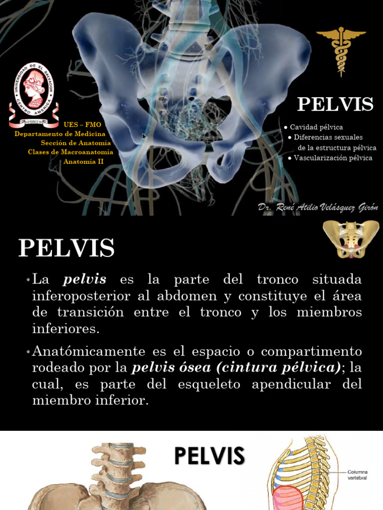 Clase 15. Pelvis | PDF | Pelvis | Sistema musculoesquelético