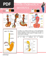 ESÒFAGO (Anatomía, Embriología, Histología y Fisiología) | PDF ...