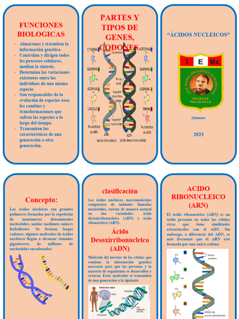 Triptico de Acidosnucleicos | PDF | Ácidos nucleicos | Adn