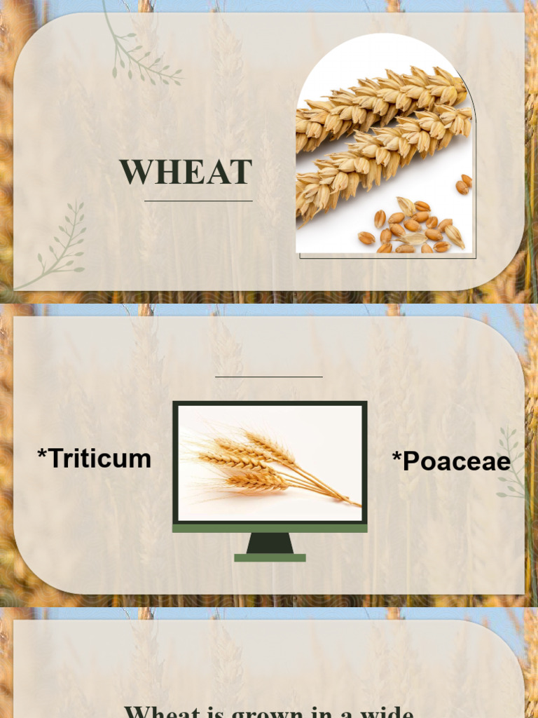 G1 Wheat | PDF | Wheat | Gluten