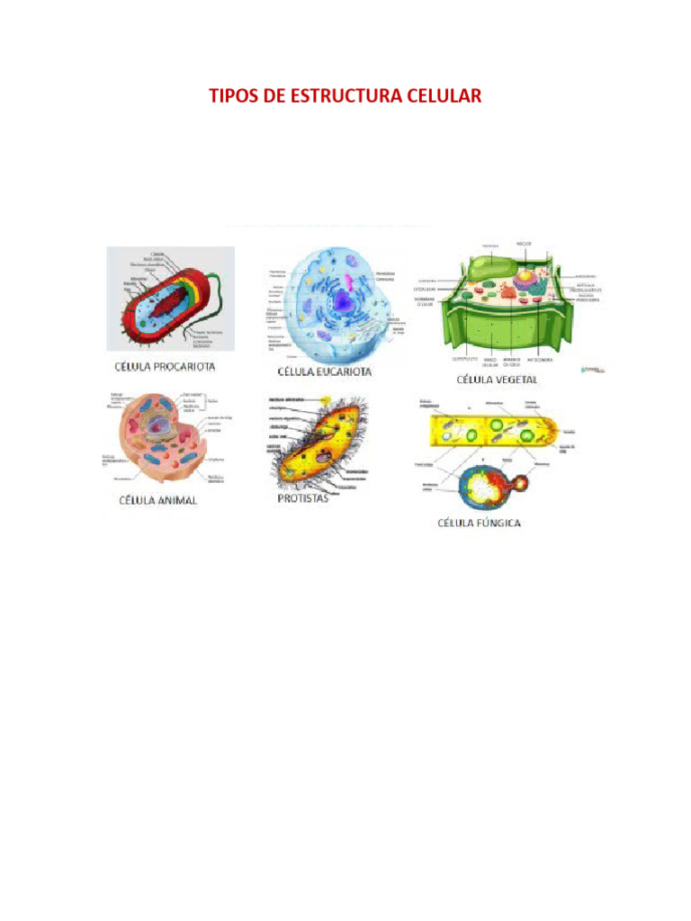 Tipos de Estructura Celular 2 | PDF | Biología Celular) | Citoplasma