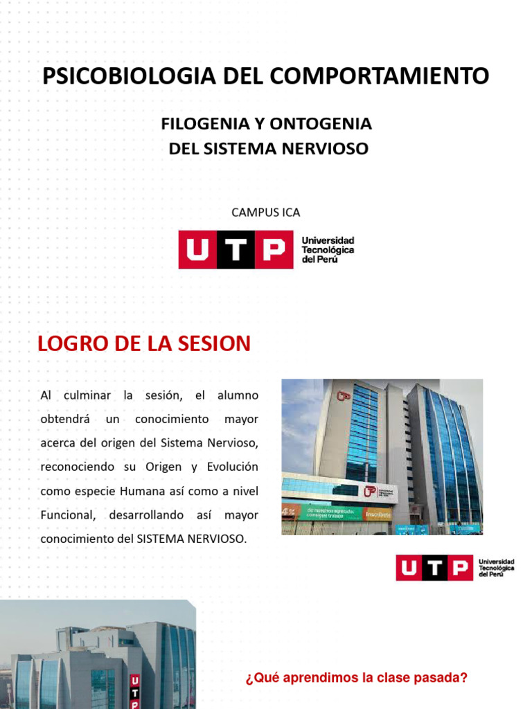 S03 - s1 - Filogenesis y Ontogenesis Del SN | PDF | Neurona | Sistema ...