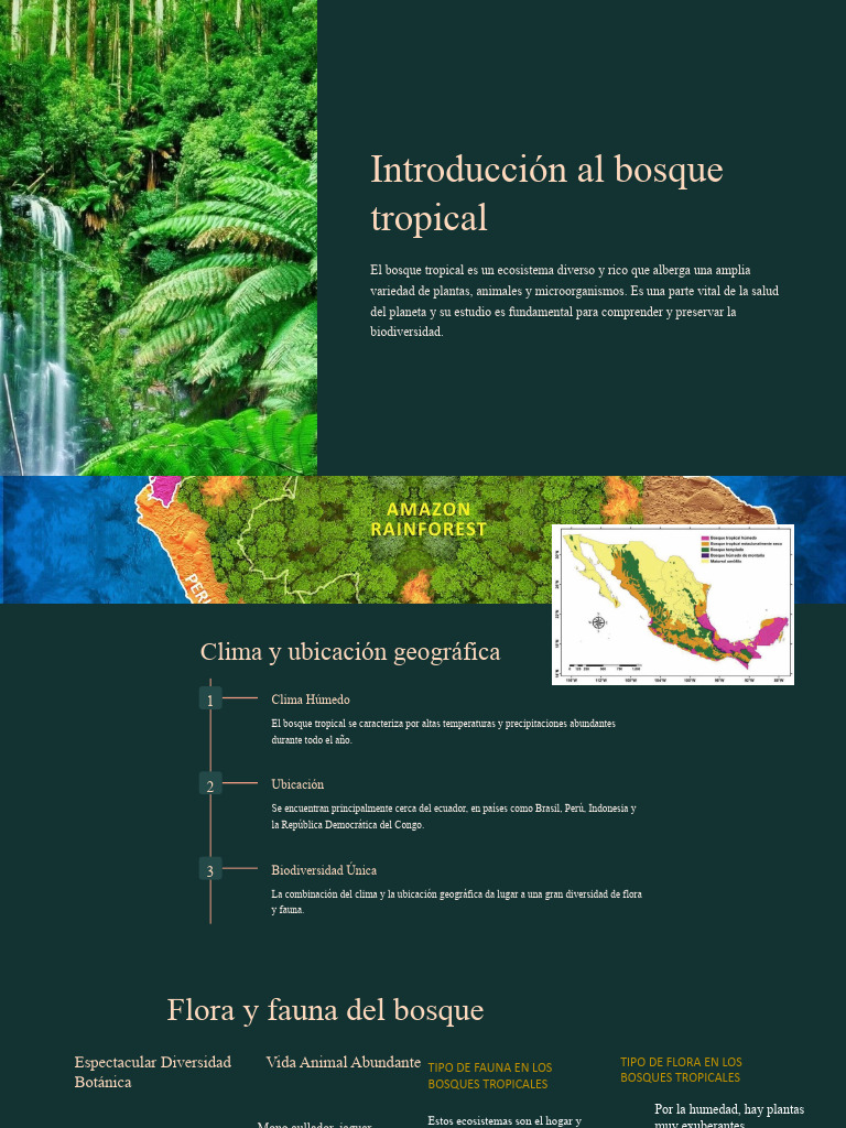 Bosque tropical | PDF | Deforestación | Los bosques