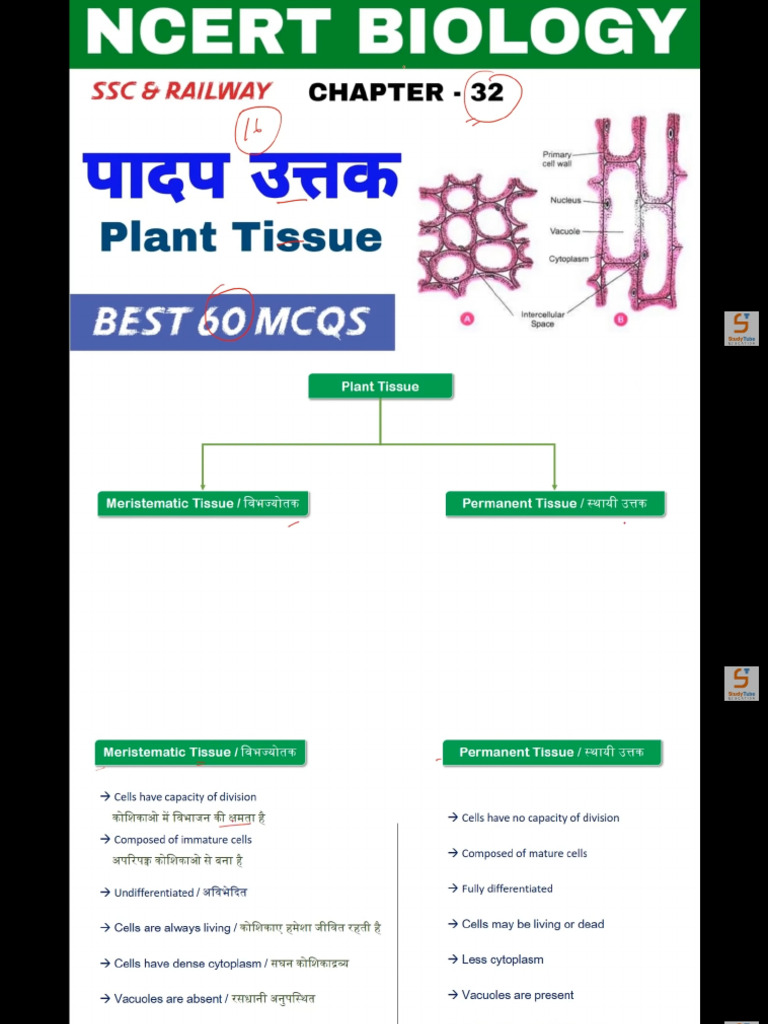 Plant Tissue Ncert | PDF