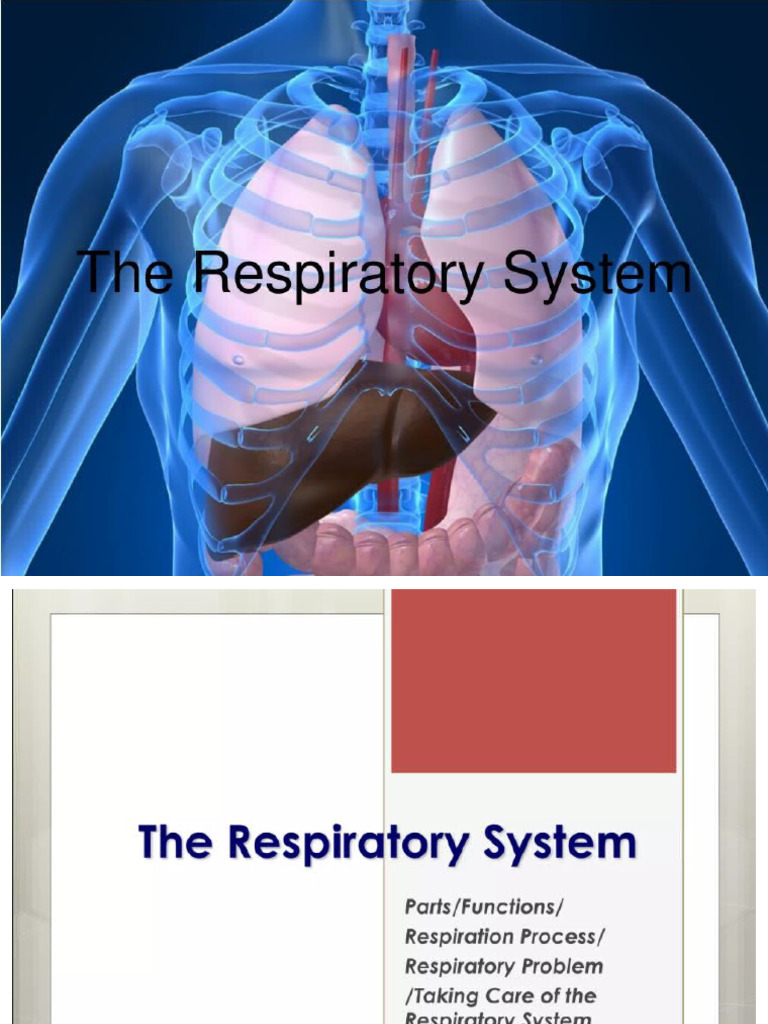 Respiratory System | PDF | Lung | Respiratory System