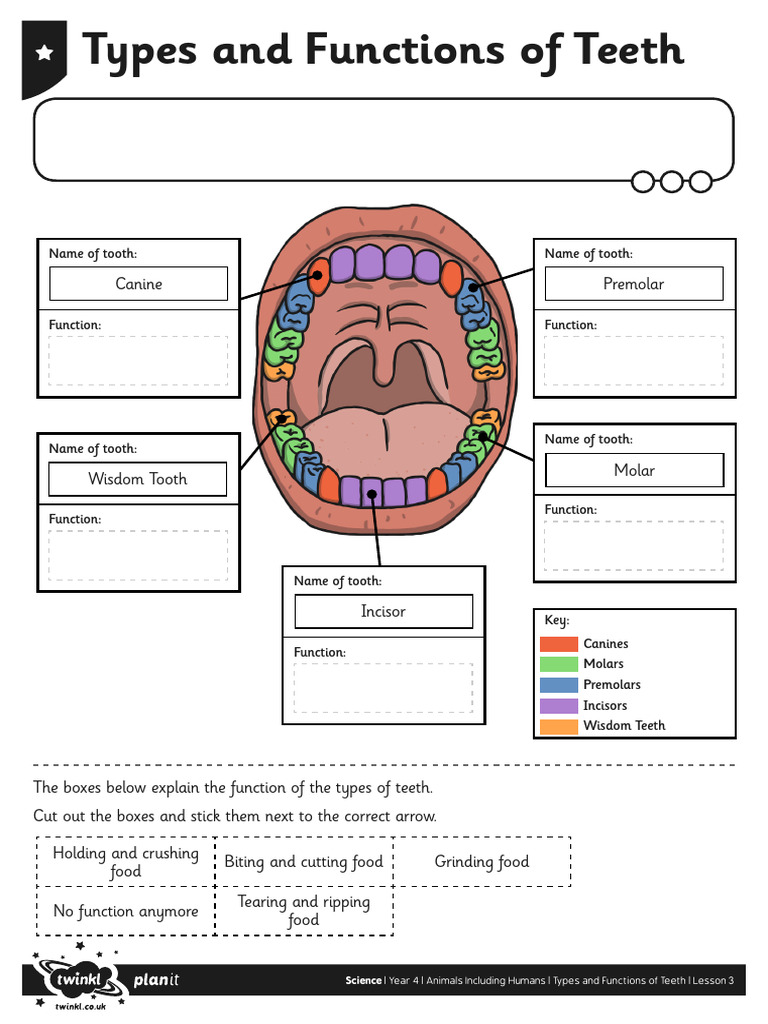 Types and Functions of Teeth Explained | PDF | Tooth | Dental Anatomy