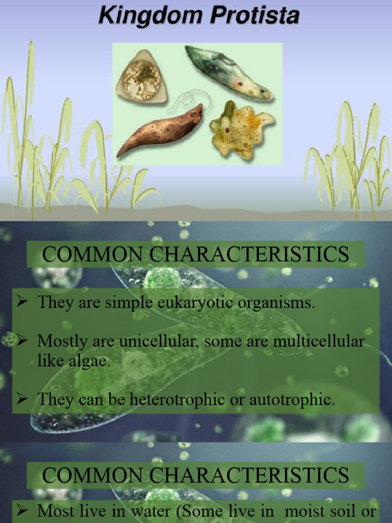 Kingdom Protista | PDF | Protozoa | Algae