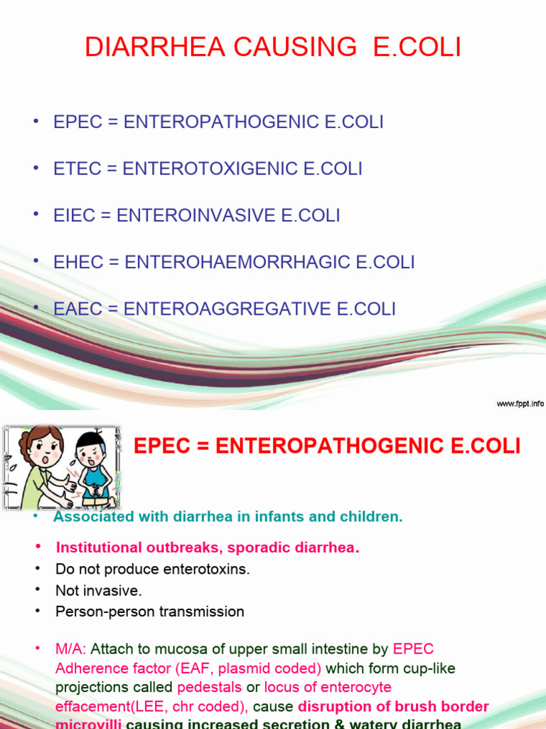 E.Coli ppt -3 | PDF | Escherichia Coli | Diarrhea