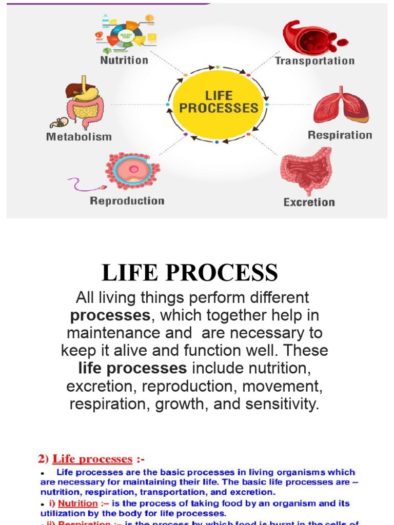 Life Process - Susan Ma'am 10A | PDF | Blood | Excretion