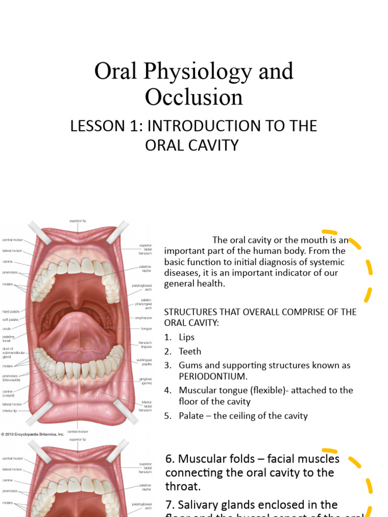 Oral Physiology and Occlusion | PDF | Human Tooth | Tongue