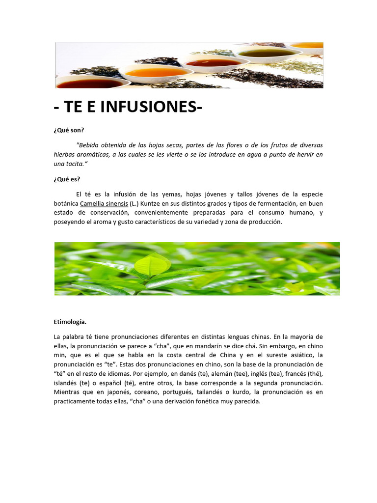 Tipos y Proceso del Té e Infusiones | PDF | Té | Bebidas calientes