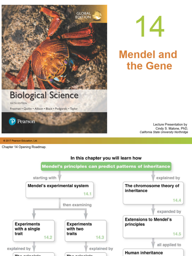 14 Lecture Presentation | Download Free PDF | Dominance (Genetics) | Zygosity