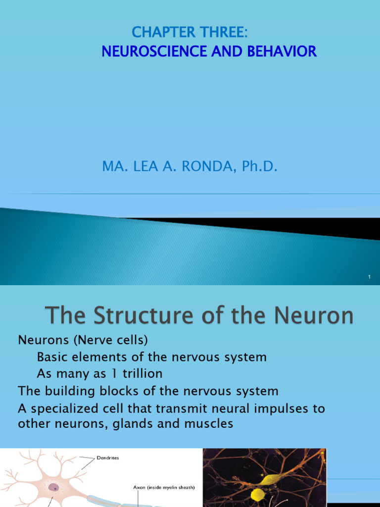 03 Neuroscience & Behavior | PDF | Neuron | Axon